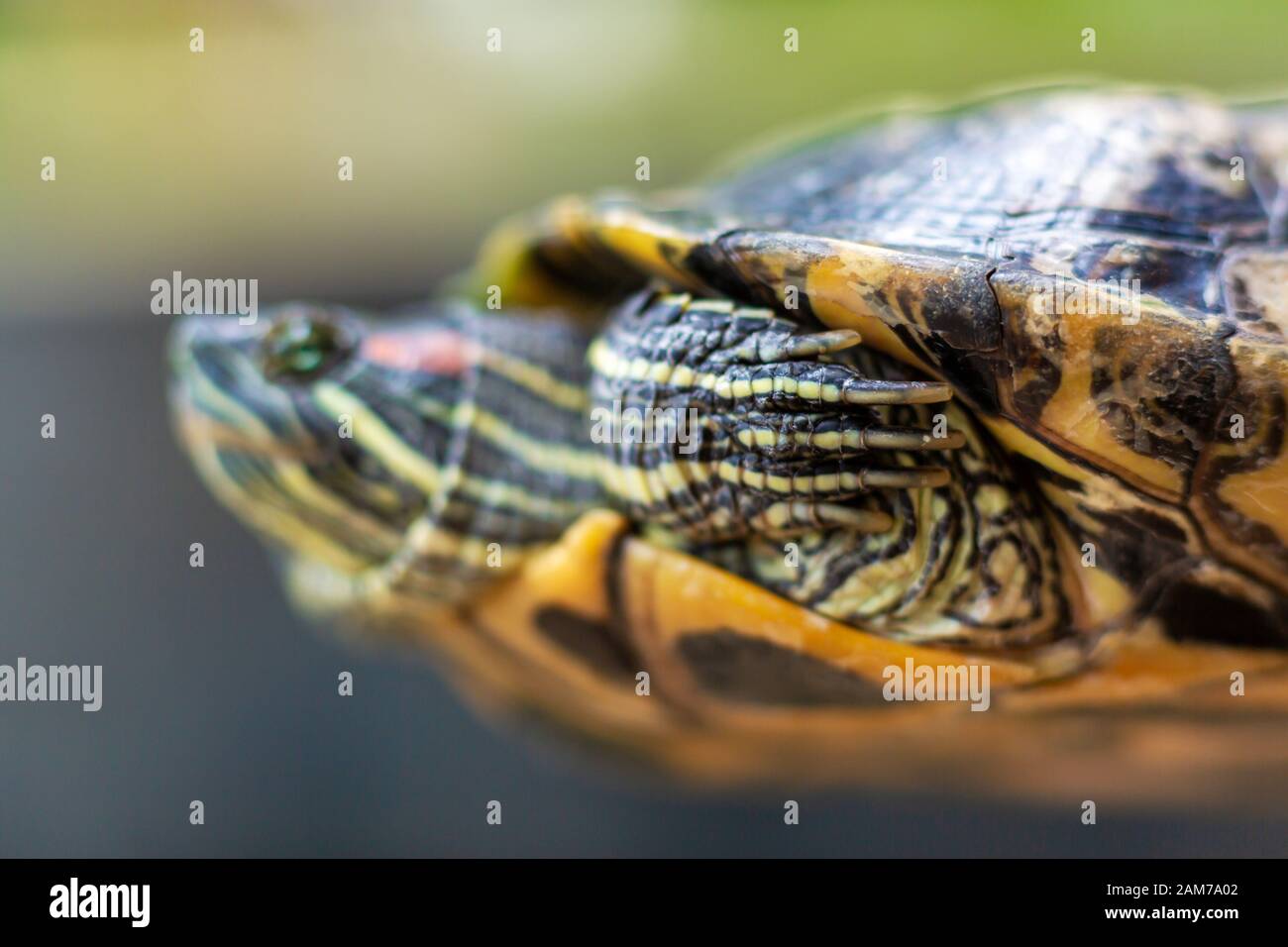 Red Eared Terrapin - Trachemys scripta elegans. Red eared slider turtle ...