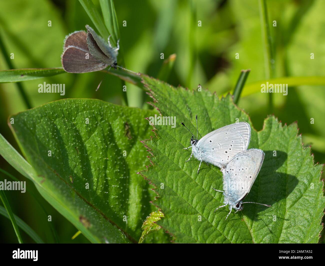 Small blue butterflies mating ( Cupido minimus Stock Photo - Alamy