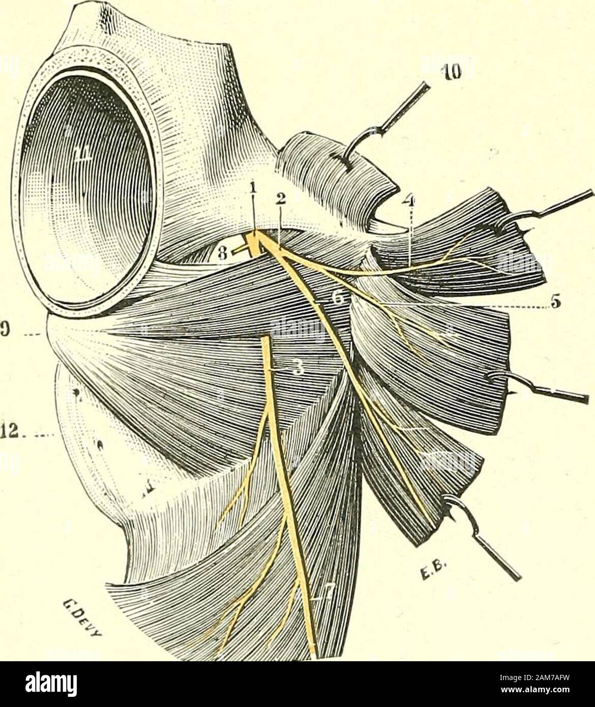 Muscle pectiné hi-res stock photography and images - Alamy
