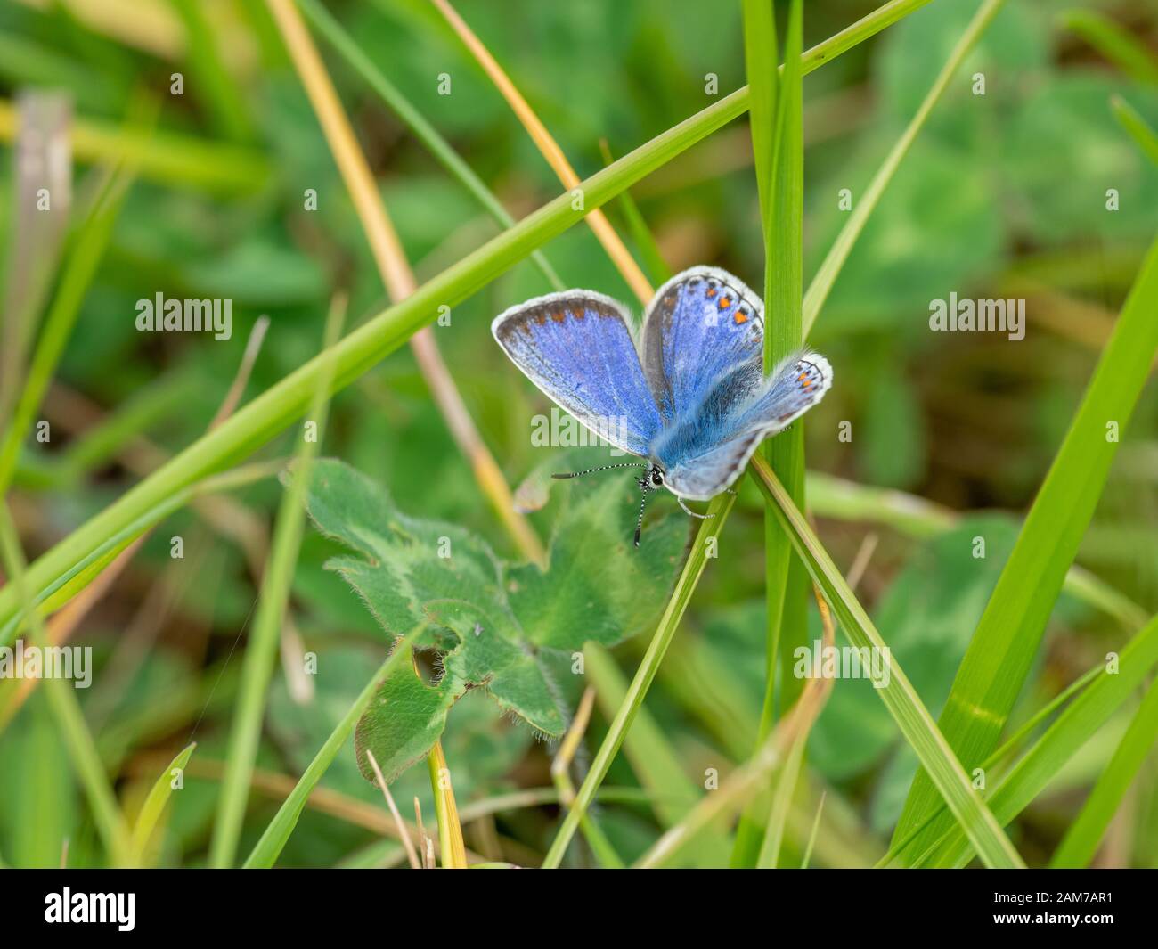 Female Common Blue Butterfly Stock Photo - Alamy