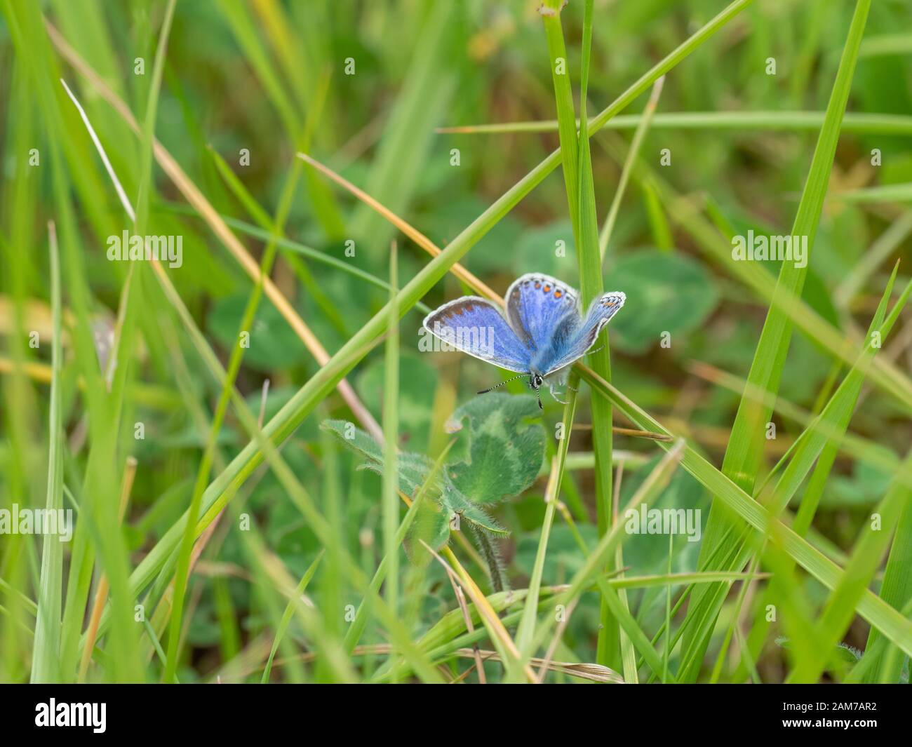 Female Common Blue Butterfly Stock Photo - Alamy