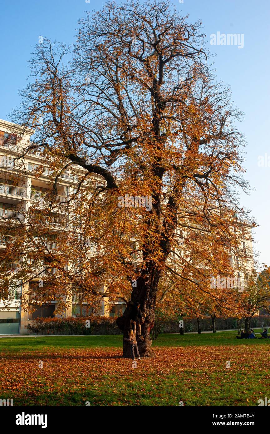 Big tree in a Berlin park. Berlin stock travel photographs Stock Photo ...