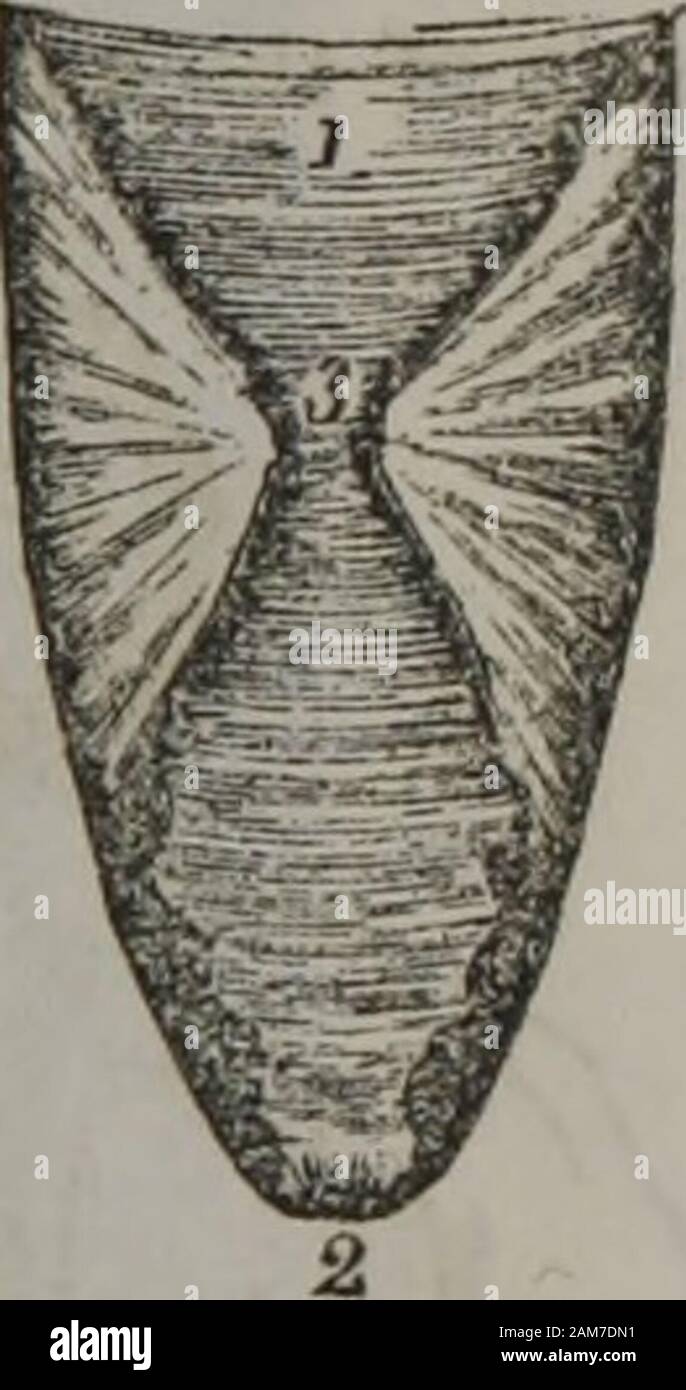 Male genital drawing hi-res stock photography and images - Alamy