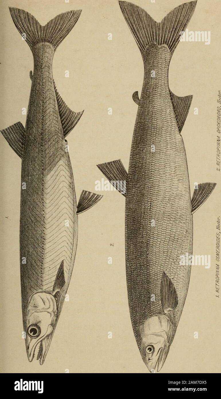 Fine barbel hi-res stock photography and images - Alamy