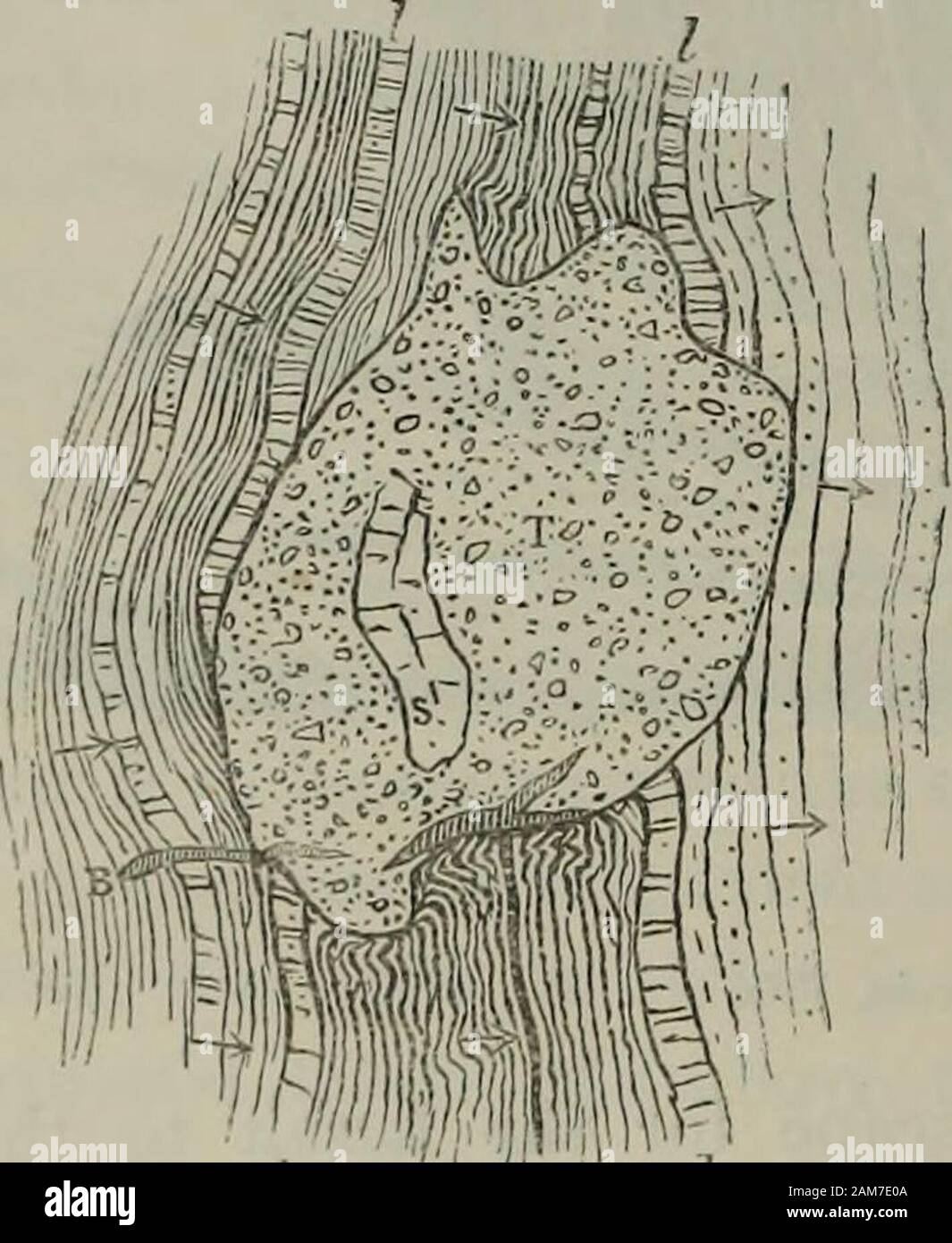 Transactions of the Royal Society of Edinburgh . can be seen at ...