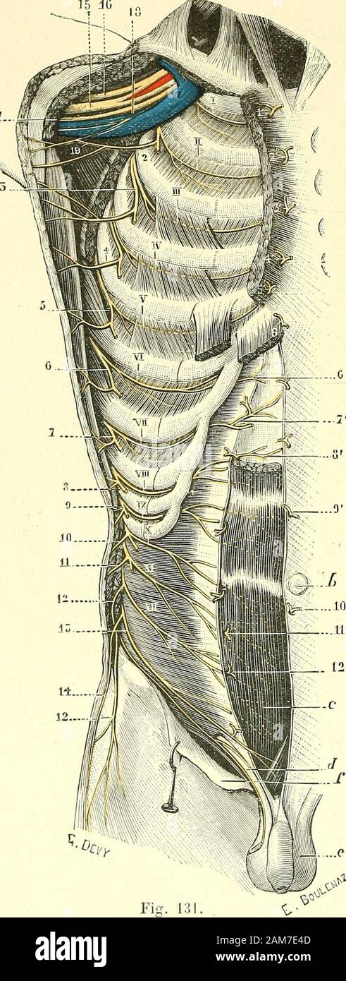 Muscles intercostaux externes hi-res stock photography and images - Alamy