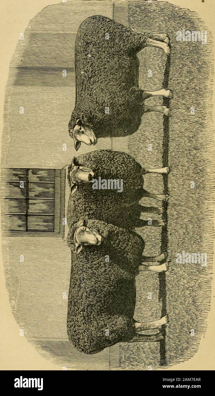 Sheep, breeds and management . will leantowards the particular type ...