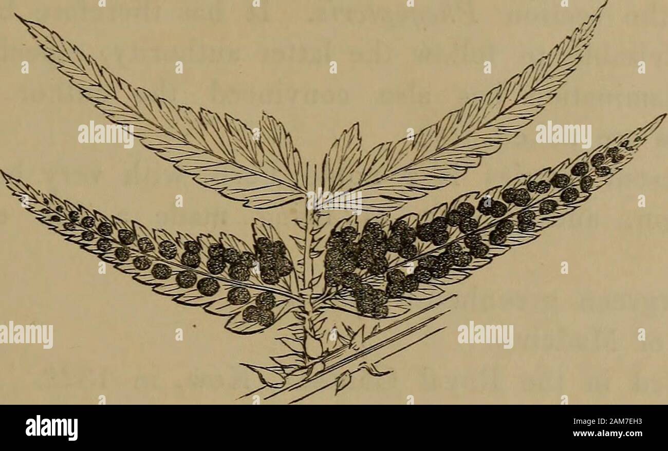 Sickle ferns hi-res stock photography and images - Alamy