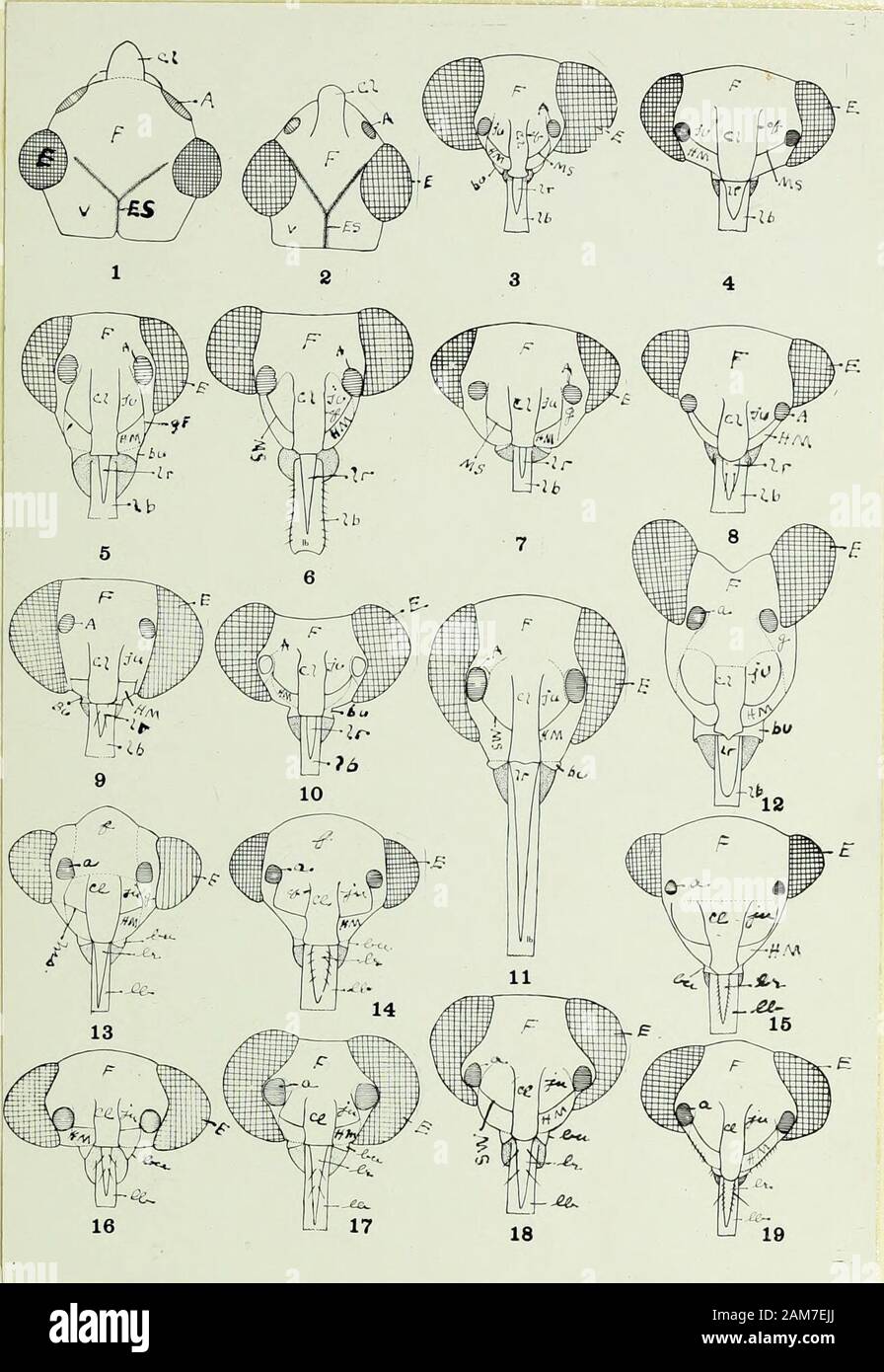 The external anatomy of the Capsidae . head. Fig.3. Chlamydatus ...