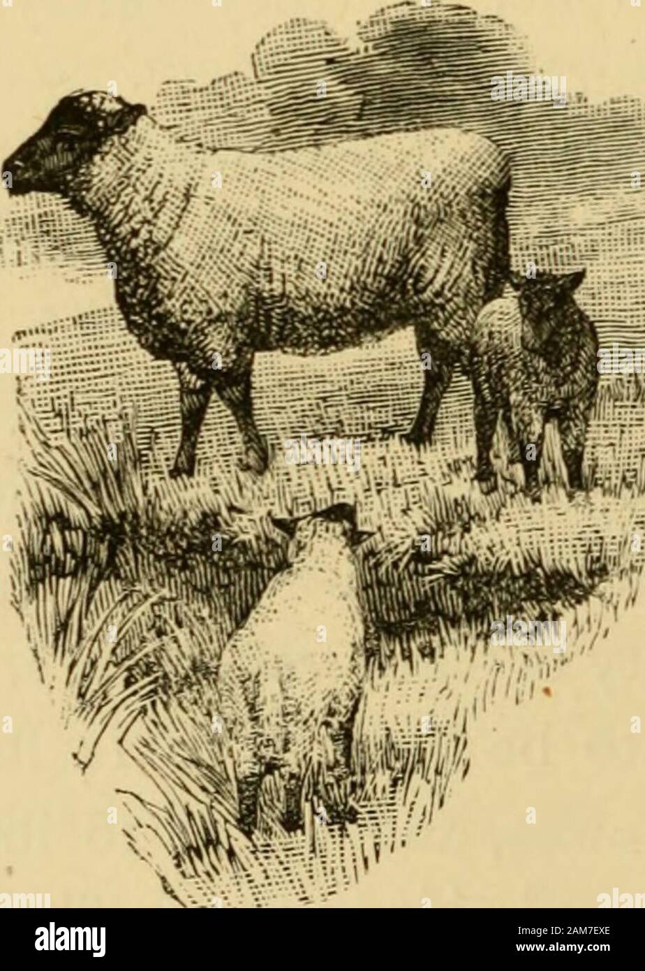 Clun forest sheep hi-res stock photography and images - Alamy