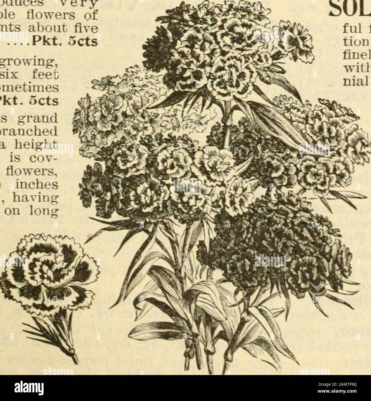 Aniim hi-res stock photography and images - Alamy