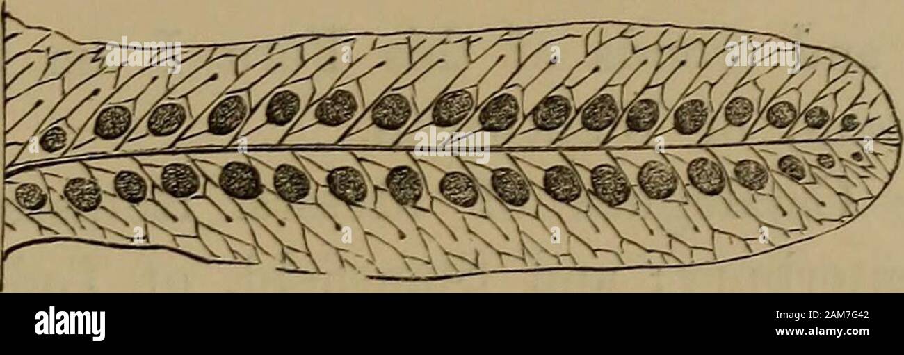 Ferns: British and exotic.. . Pinna of mature Frond—under side ...