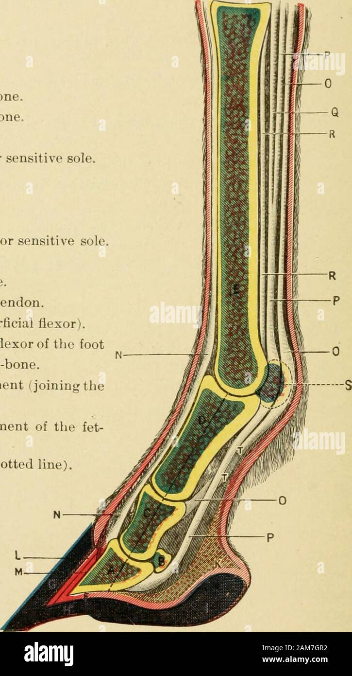 Prescriptions and instructions for treating the disease of the feet and ...