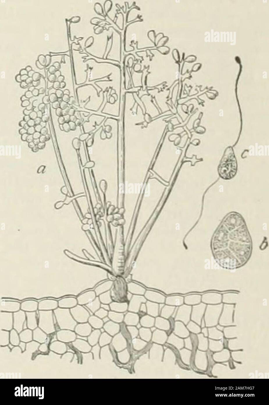 Albugo hi-res stock photography and images - Alamy