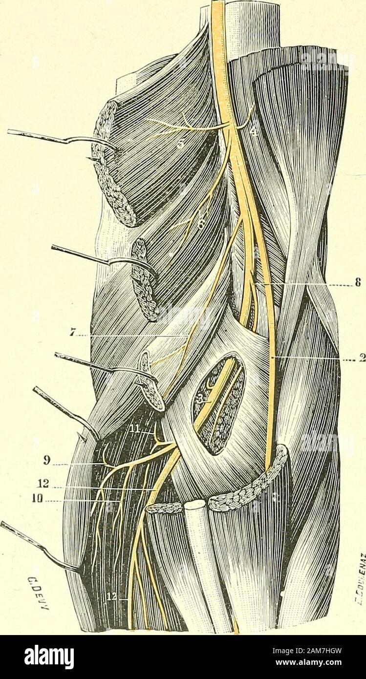 Muscle antérieur du bras hi-res stock photography and images - Alamy