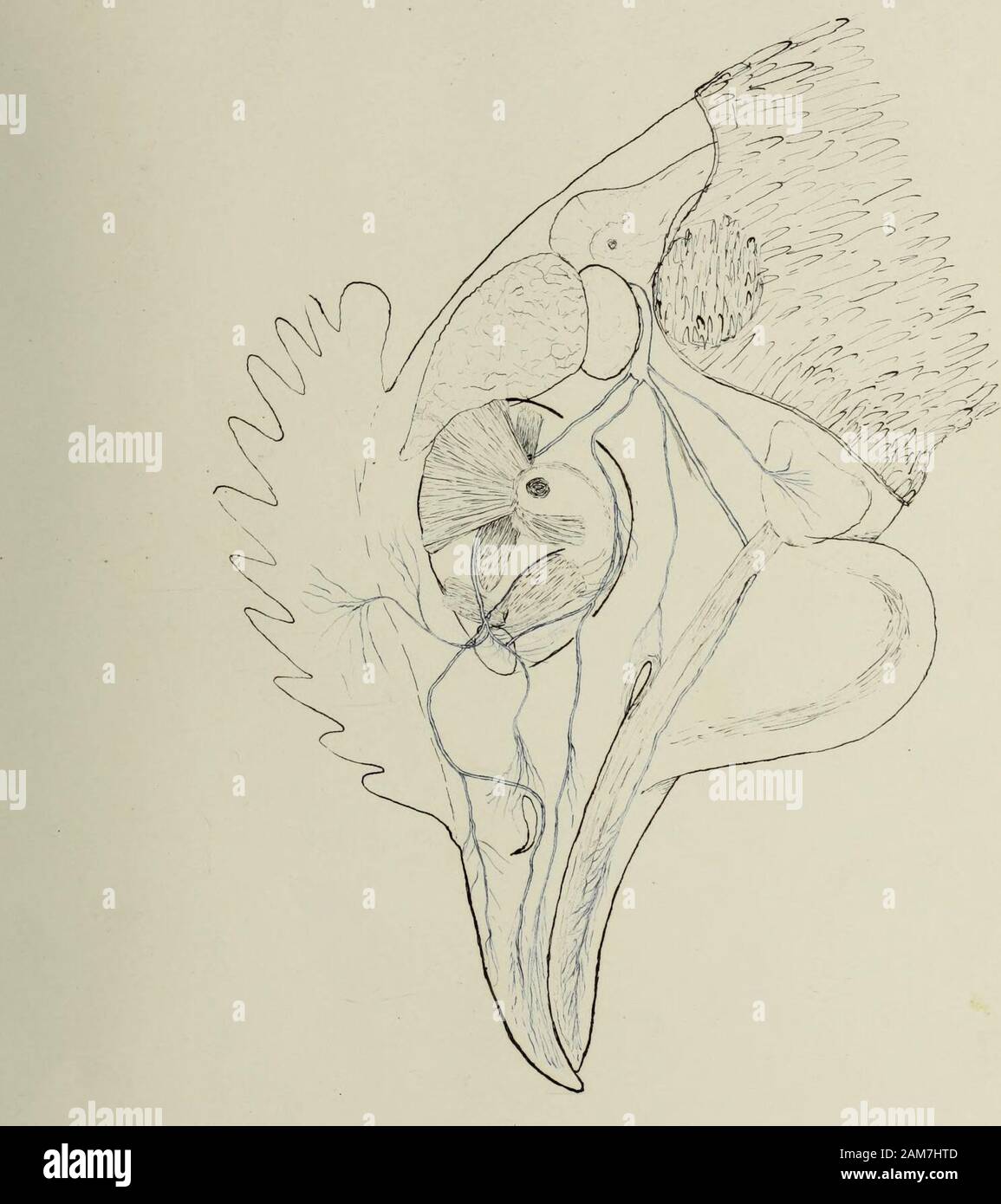 Trigeminal ganglion hi-res stock photography and images - Alamy