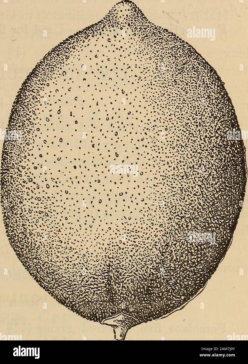 Weight 17 g hi-res stock photography and images - Alamy