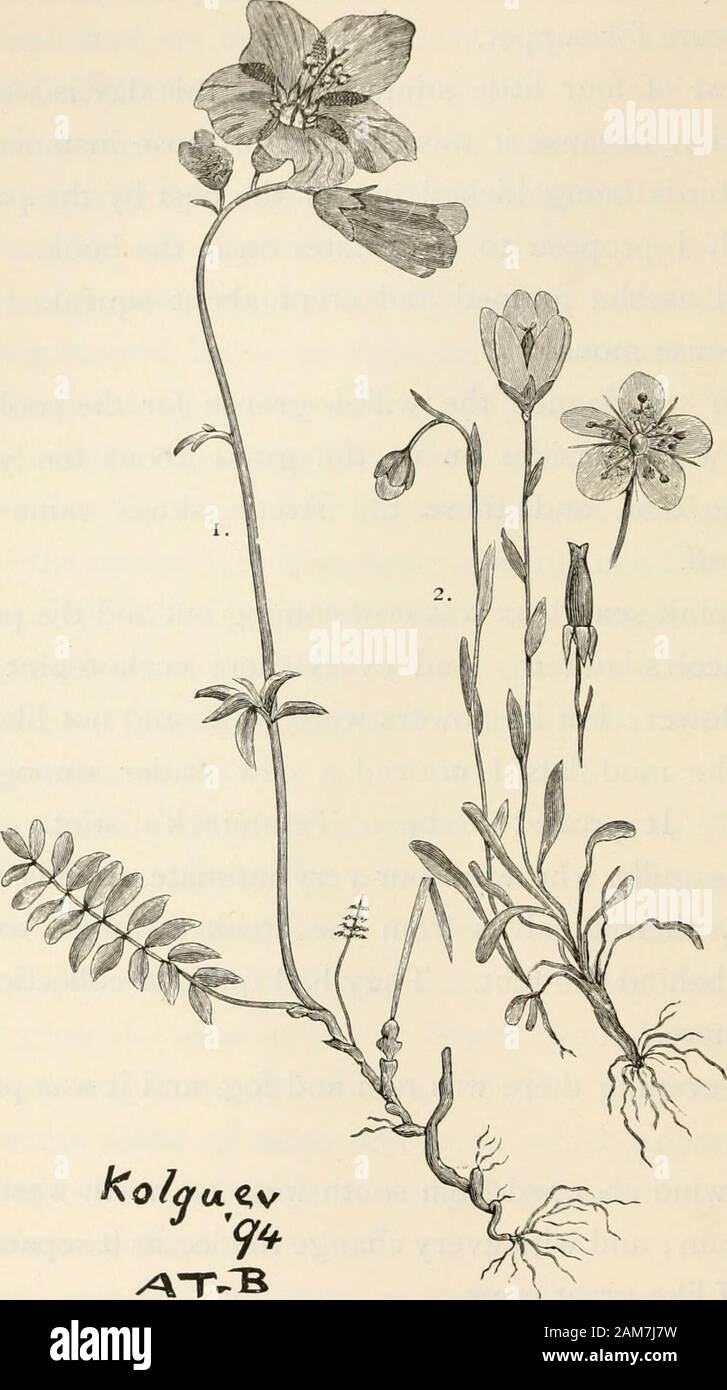 Arctic Willow Drawing