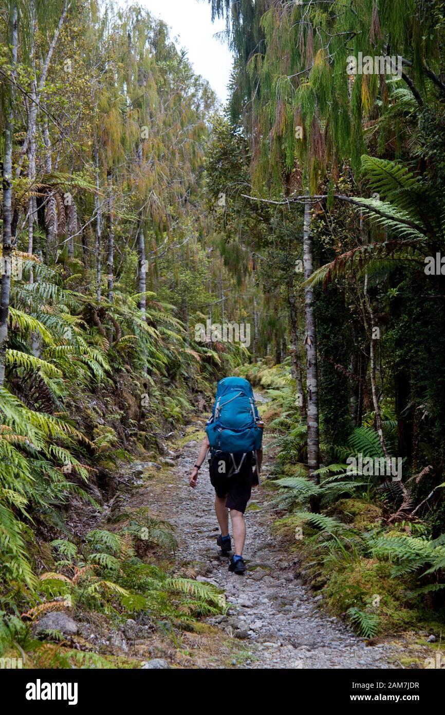 Old and young trees hi-res stock photography and images - Alamy
