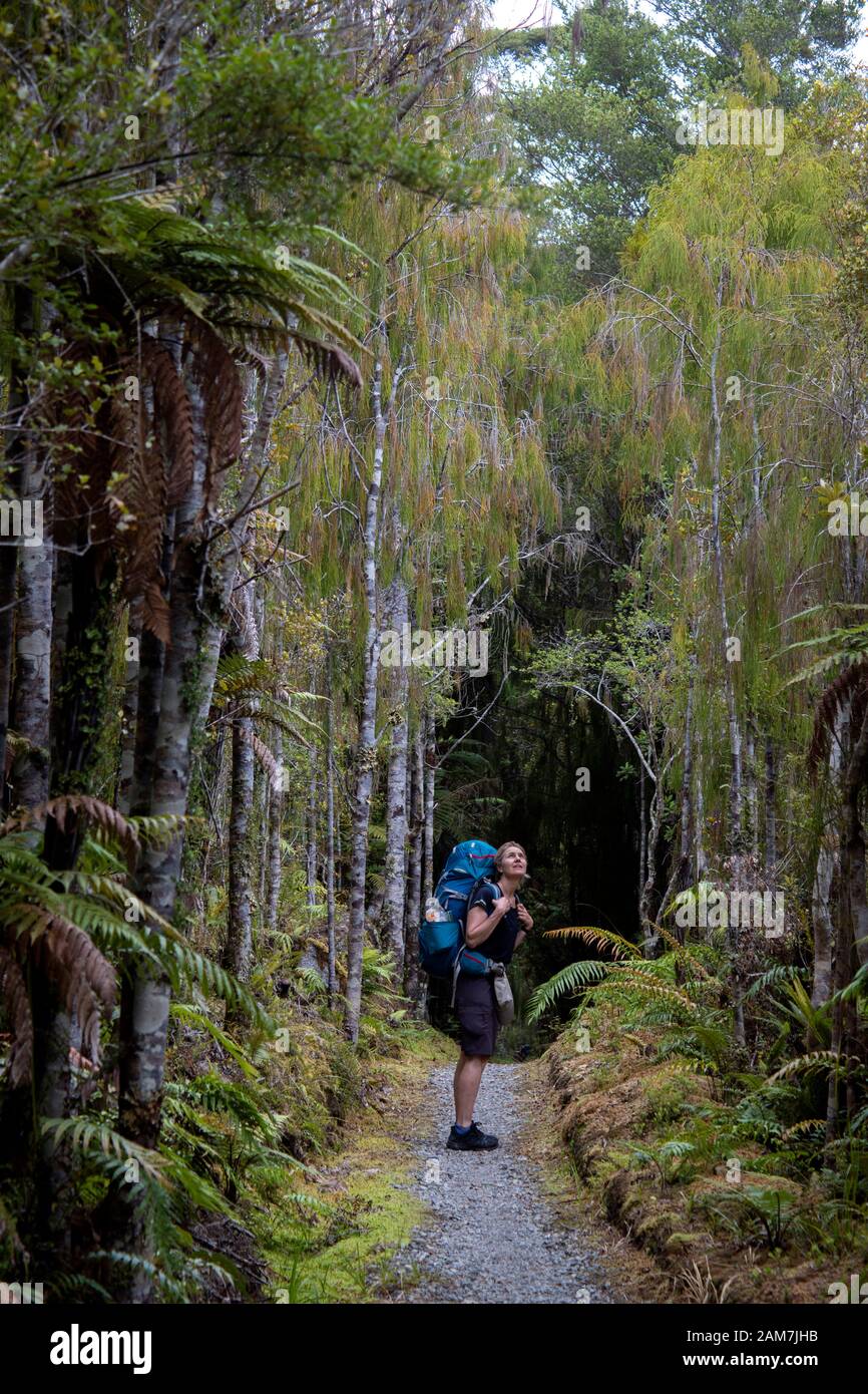 Walking the Old Ghost Road trail, Lyell to Seddonville, New Zealand ...