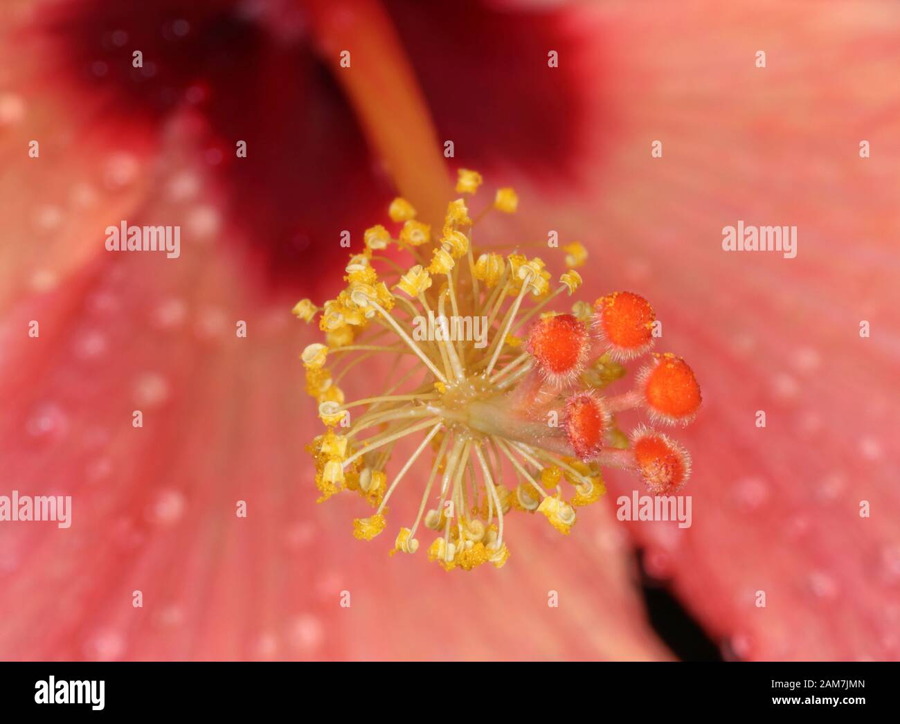 Hibiscus genus and malvaceae family hi-res stock photography and images ...