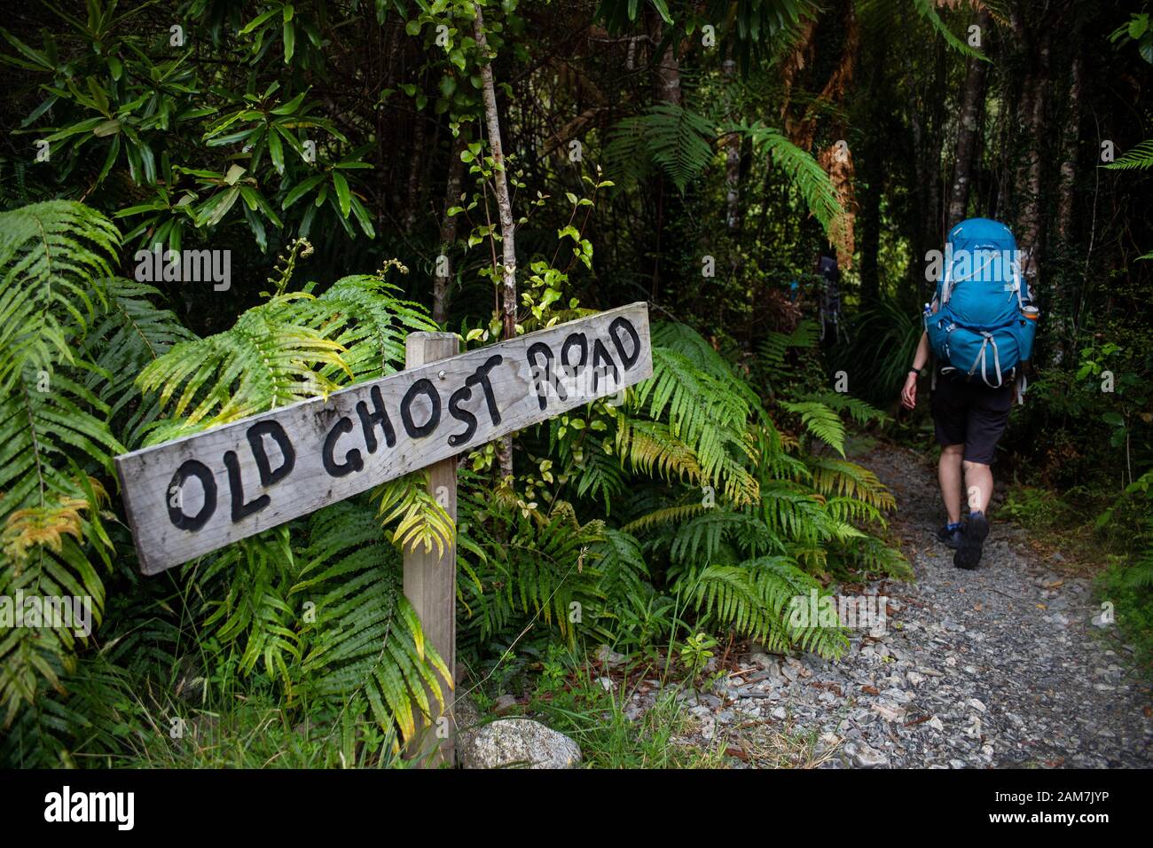 Old Ghost Road trail, New Zealand - approaching Seddonville Stock Photo ...