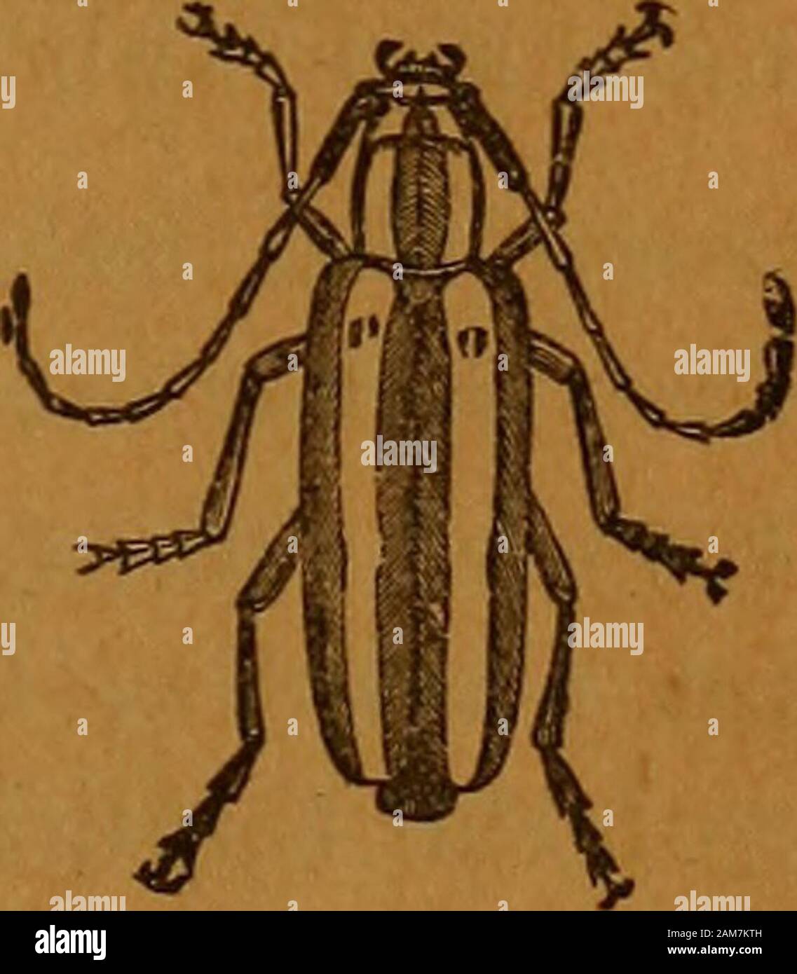 Apple tree borer hi-res stock photography and images - Alamy