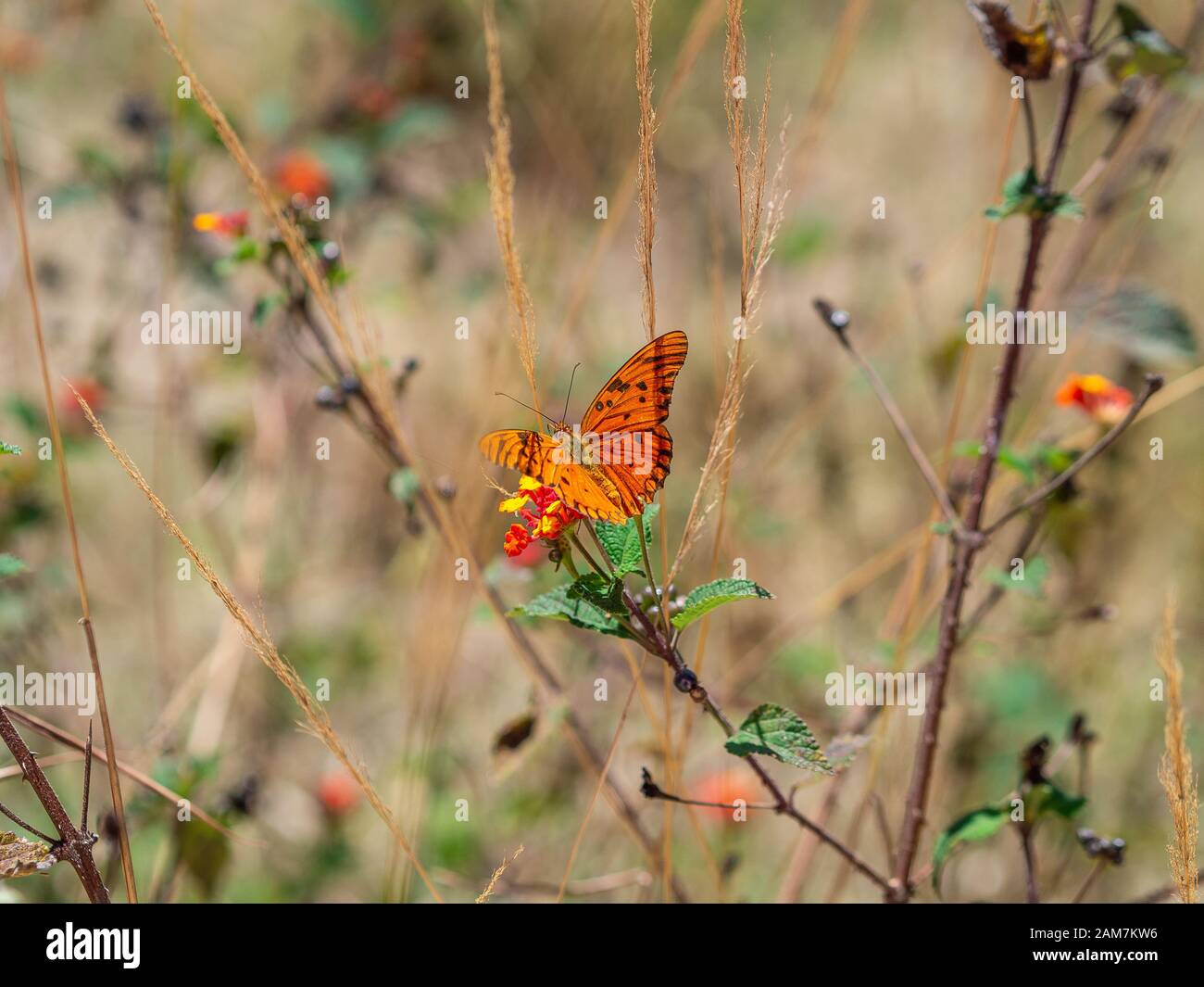 Butterfly sunlight hi-res stock photography and images - Alamy