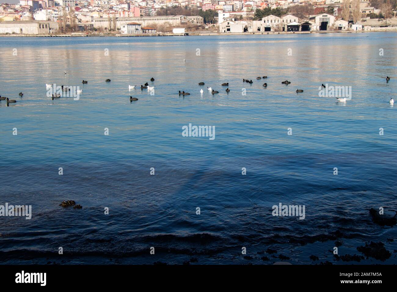 Flock of birds on water with water surface background Stock Photo - Alamy