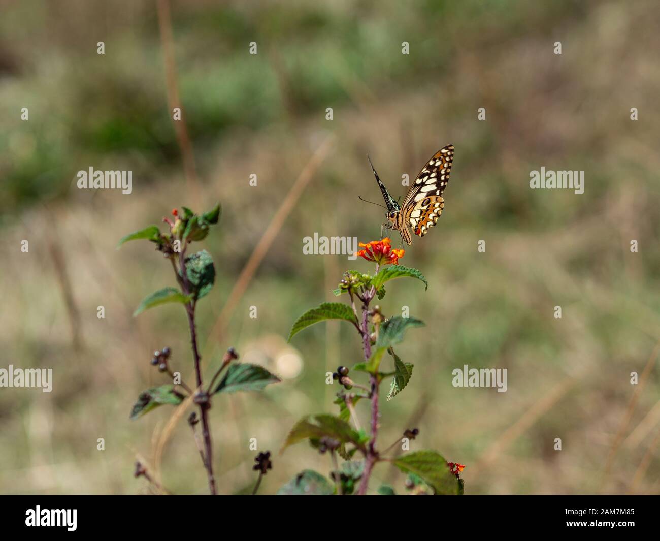 Butterfly sunlight hi-res stock photography and images - Alamy
