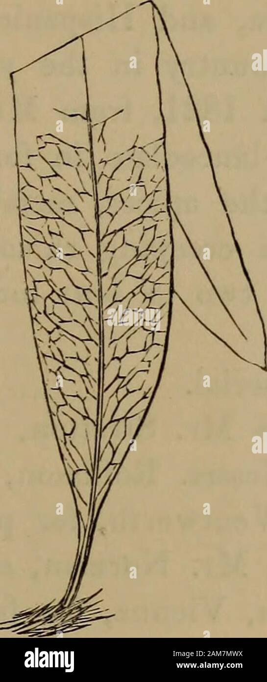Ferns: British and exotic.. . PULYtODIUM LYCOPODIOIDhS.^^Vl-VOL. 2 ...