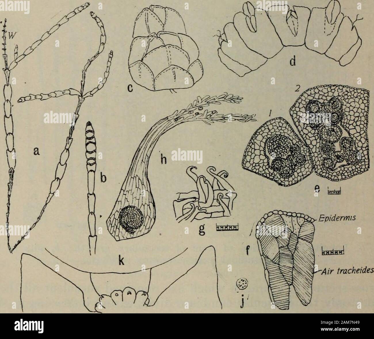 Pericycle hi-res stock photography and images - Alamy