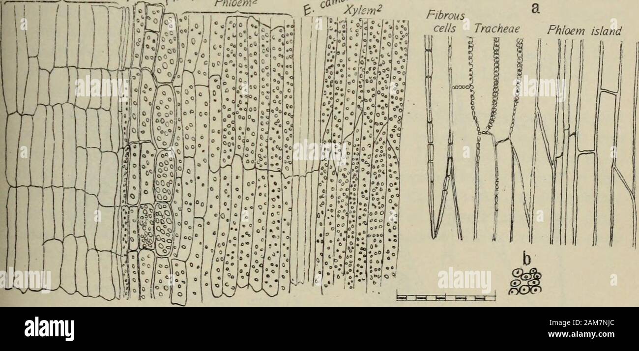 Medullary ray hi-res stock photography and images - Alamy