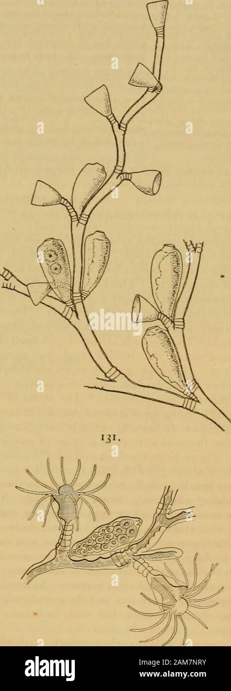 Obelia plana hi-res stock photography and images - Alamy