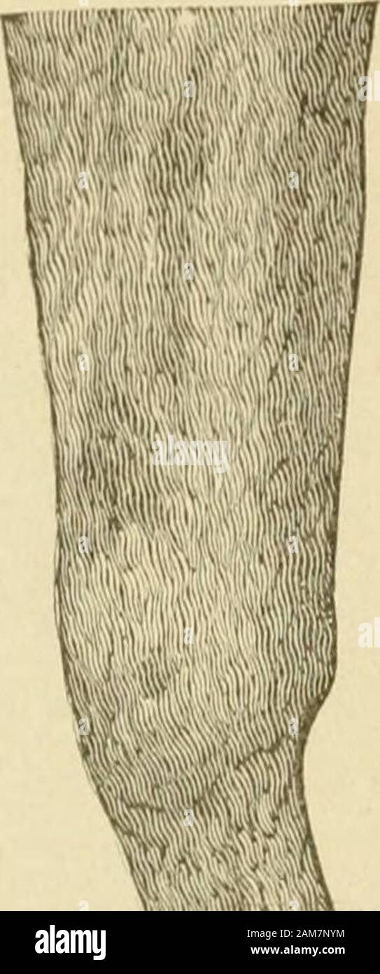 Prescriptions and instructions for treating the disease of the feet and ...