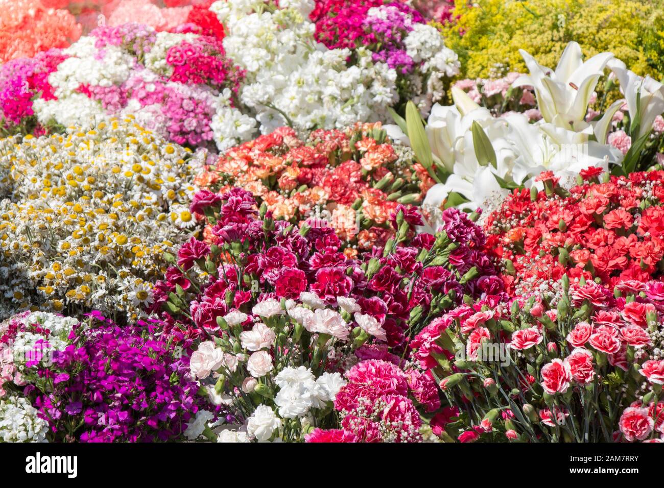 Blooming beautiful colorful fresh natural flowers in view Stock Photo ...