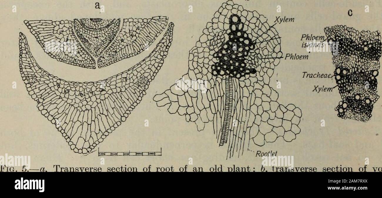 Fibrous root structure hi-res stock photography and images - Alamy
