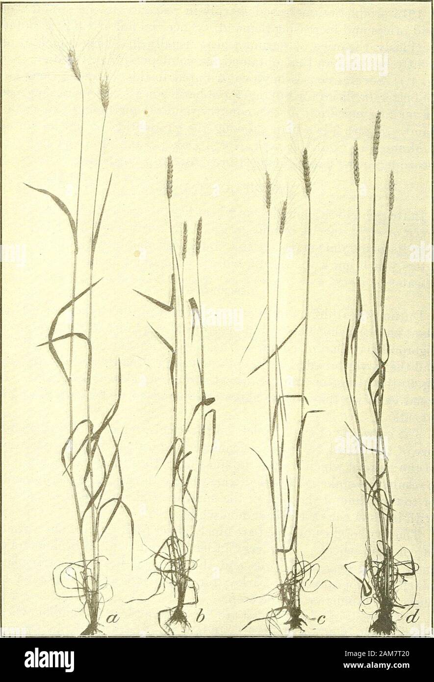 Flattened rachis hi-res stock photography and images - Alamy