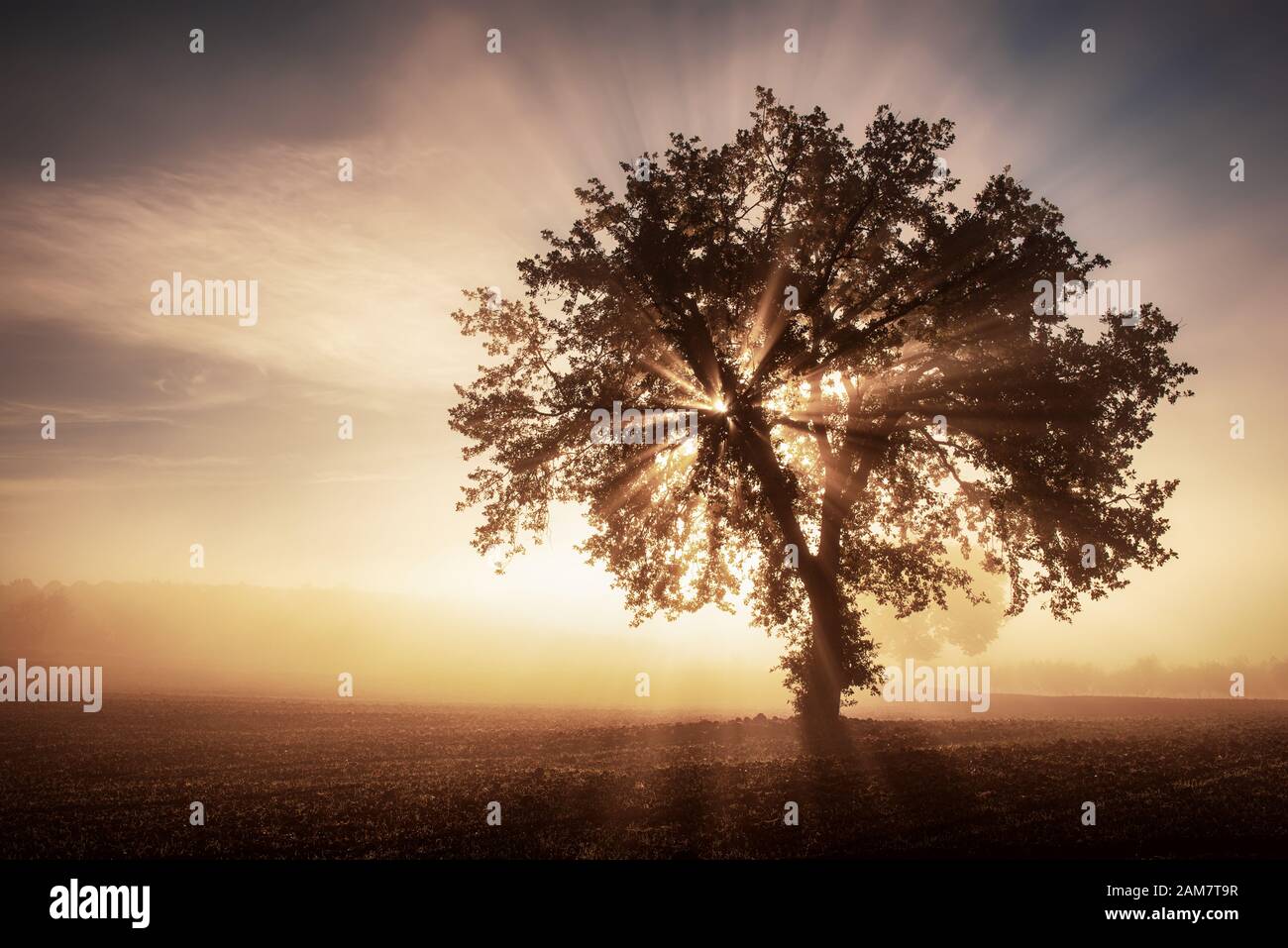 Single olive tree in the beautiful sunny fog at sunrise, natural ...