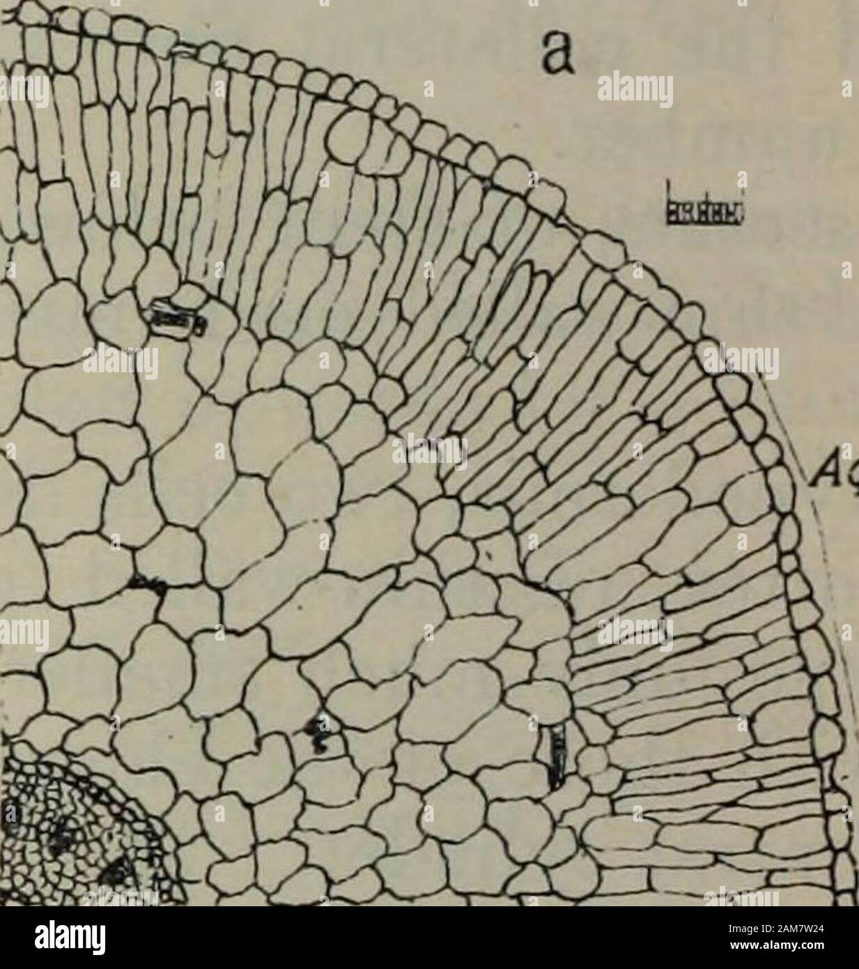 Transactions of the Royal Society of New Zealand . Aqueous tissue Stele ...