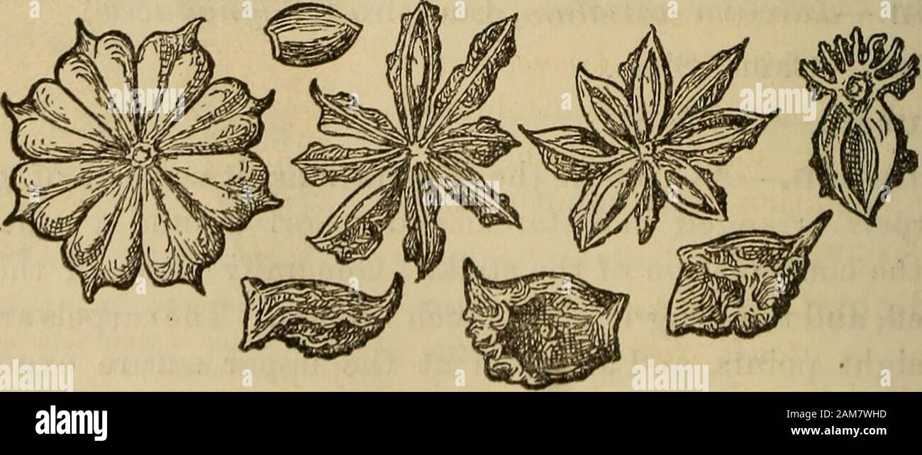 Anise like odor hi-res stock photography and images - Alamy