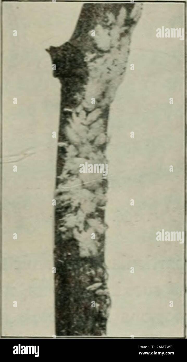 Spraying cows hi-res stock photography and images - Alamy