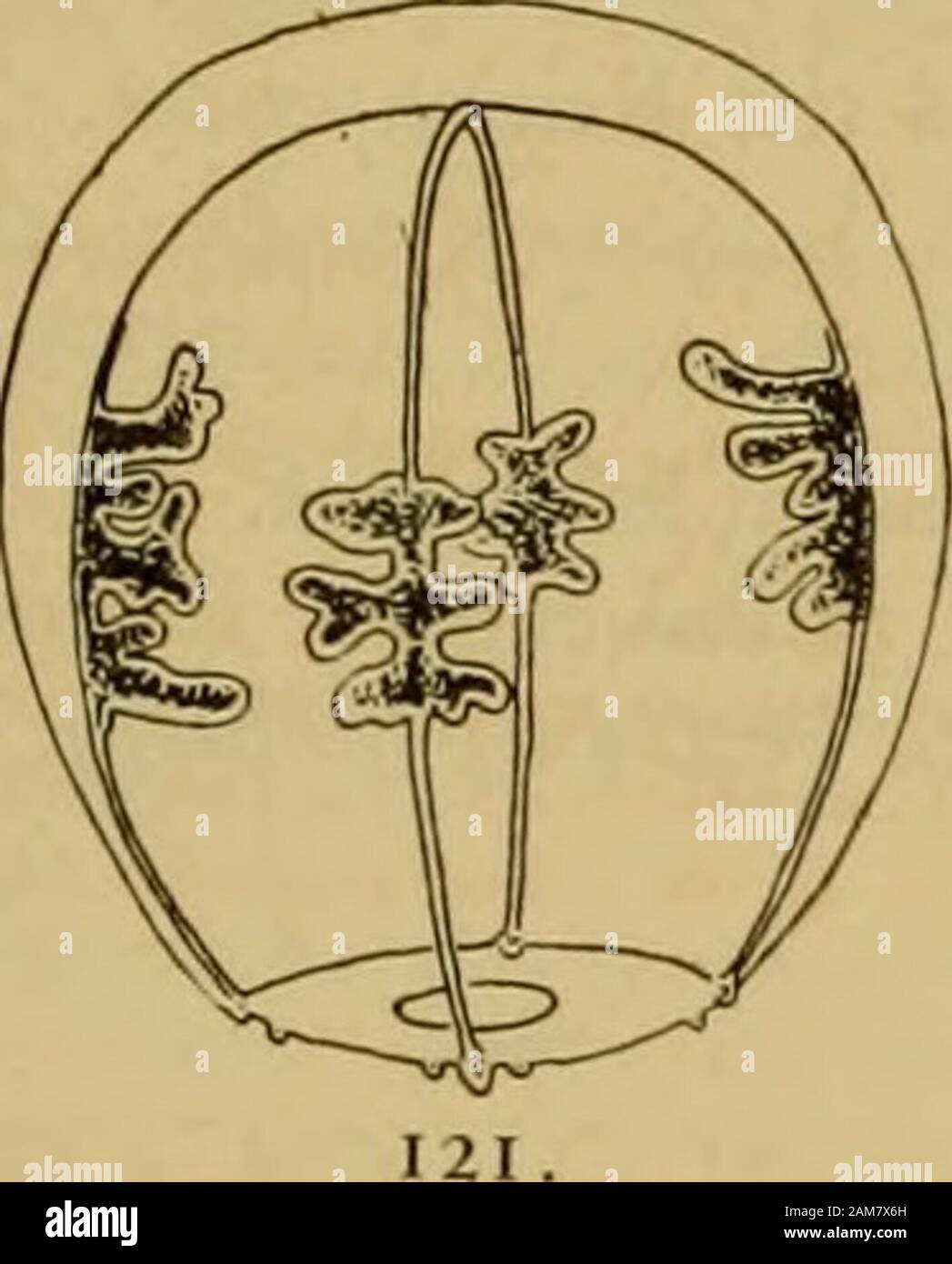 Medusae of the world . brella from velar margin to near apex; these are ...