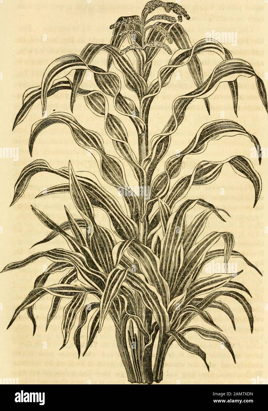 The Magazine of horticulture, botany, and all useful discoveries and ...