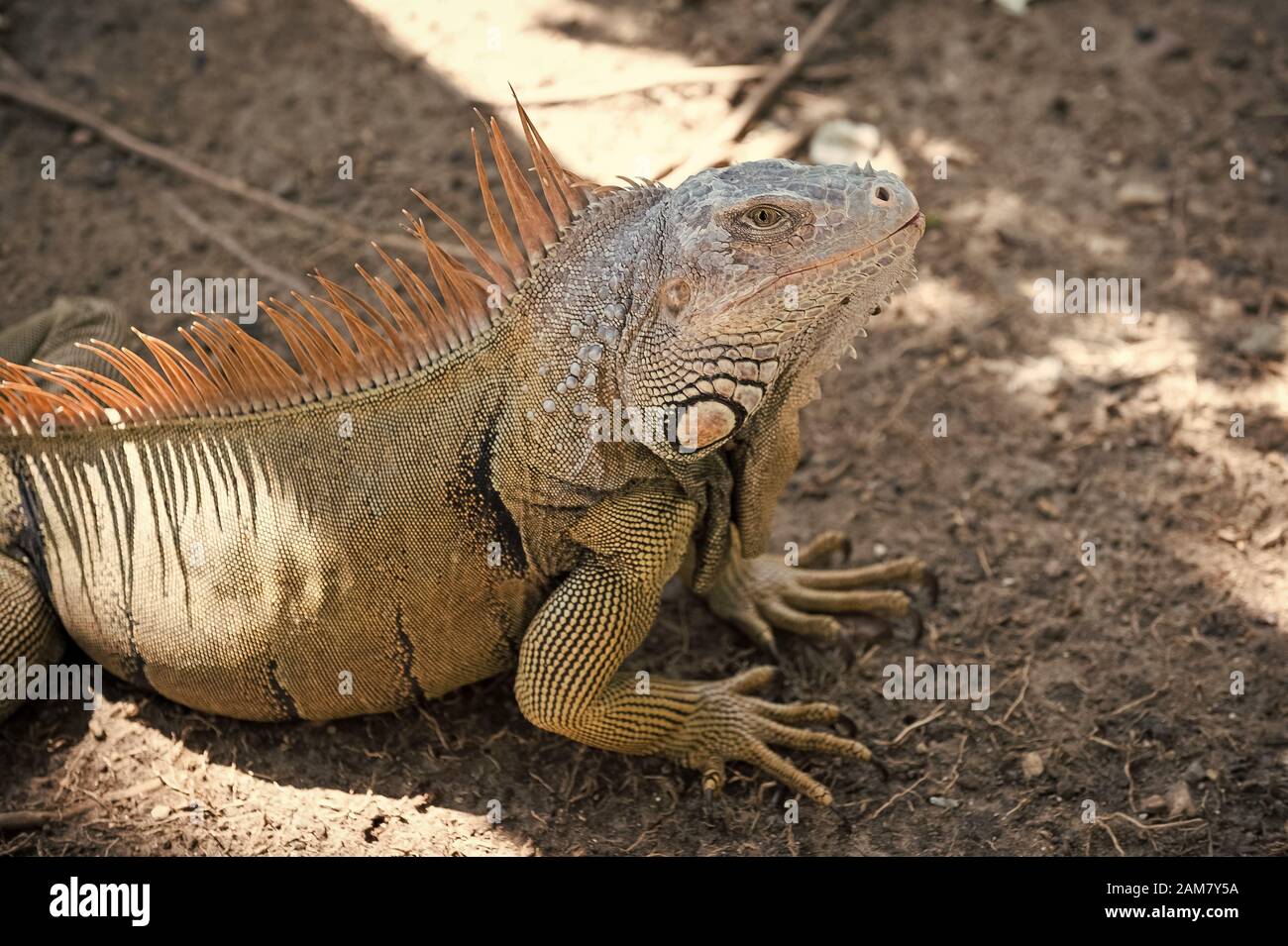 Stunning nature of Honduras. Tropical reptile. Lizard iguana in ...