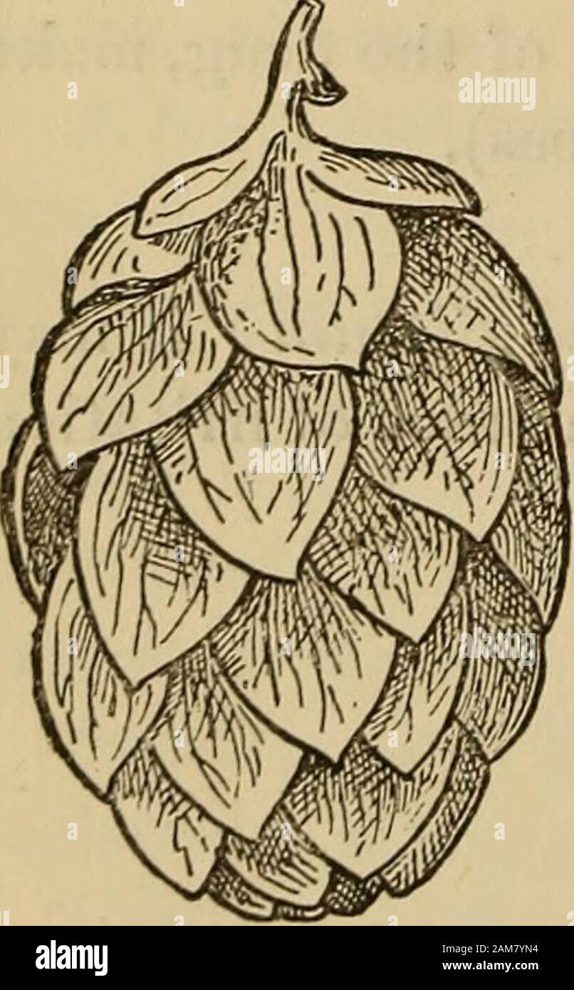 Lupulin glands hi-res stock photography and images - Alamy