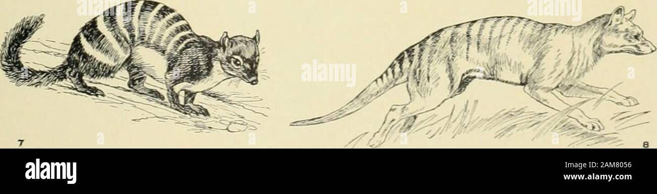 The new international encyclopaedia . 1. WOMBAT (Phascolomys Mitchelli ...