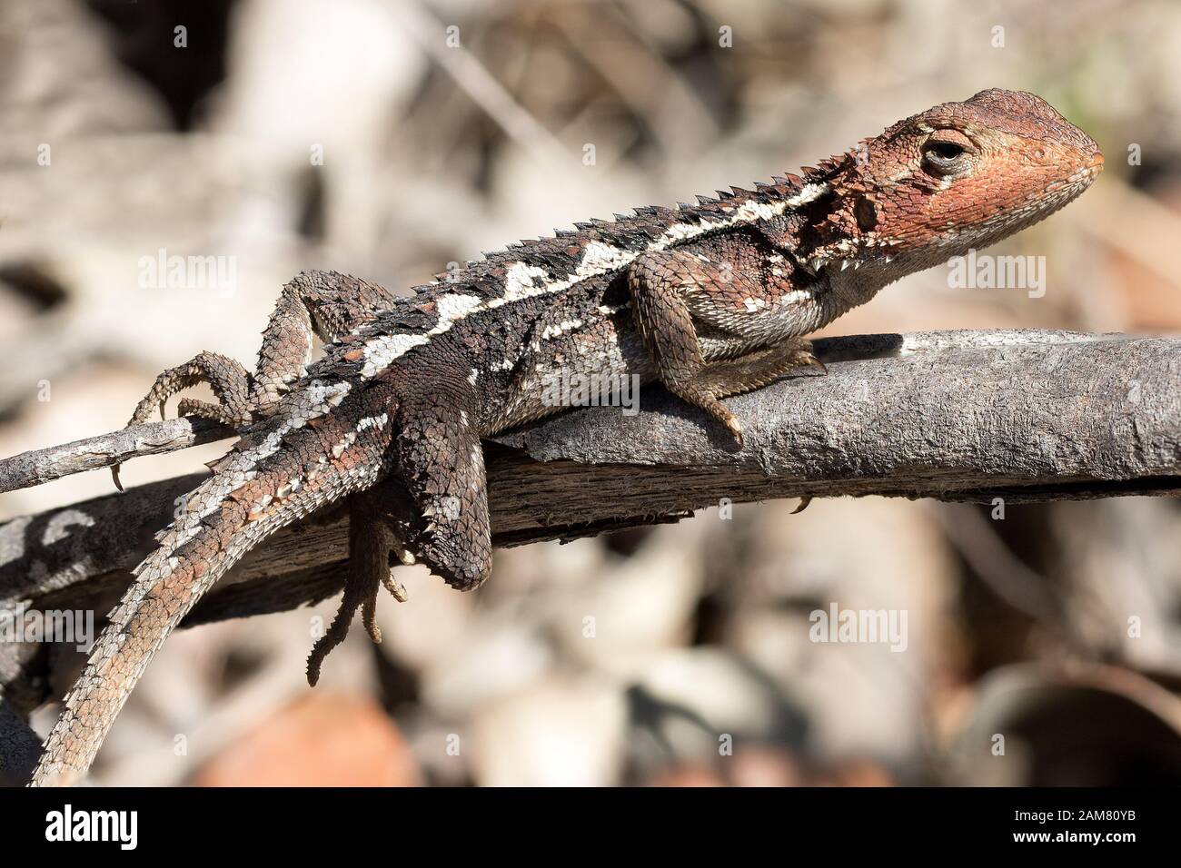 Australia mountain dragon hi-res stock photography and images - Alamy