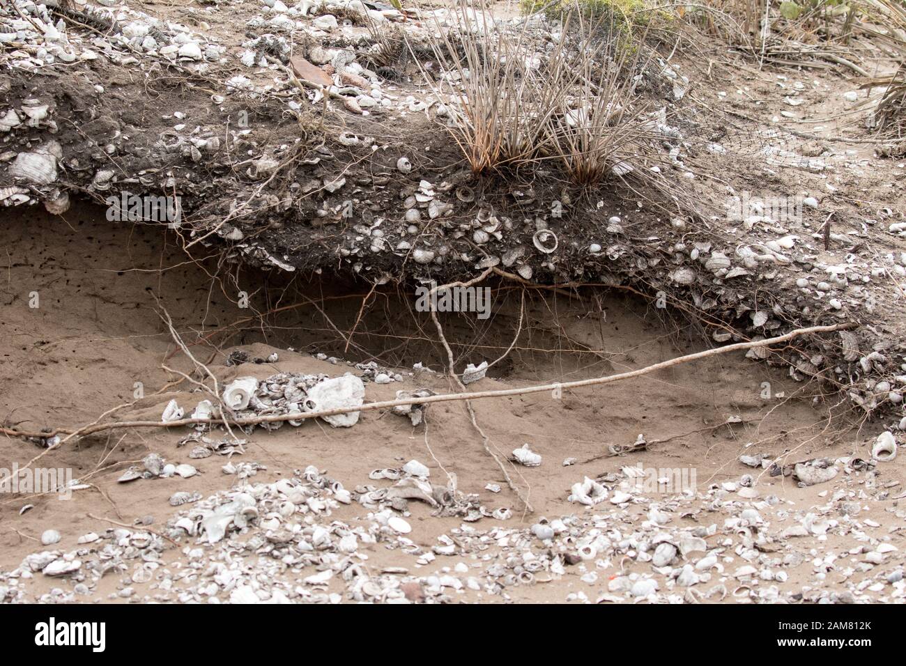 Shells at Aboriginal midden site Sydney NSW Australia Stock Photo - Alamy