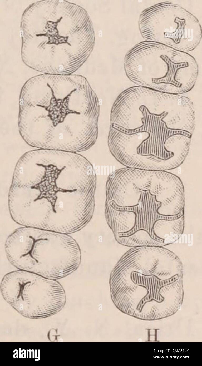 Dental cosmos Stock Photo - Alamy